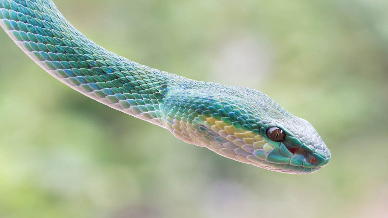 snake - Unfinished Success
